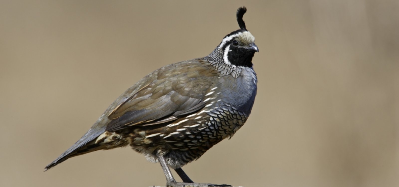 The Diverse Plants and Animals of California