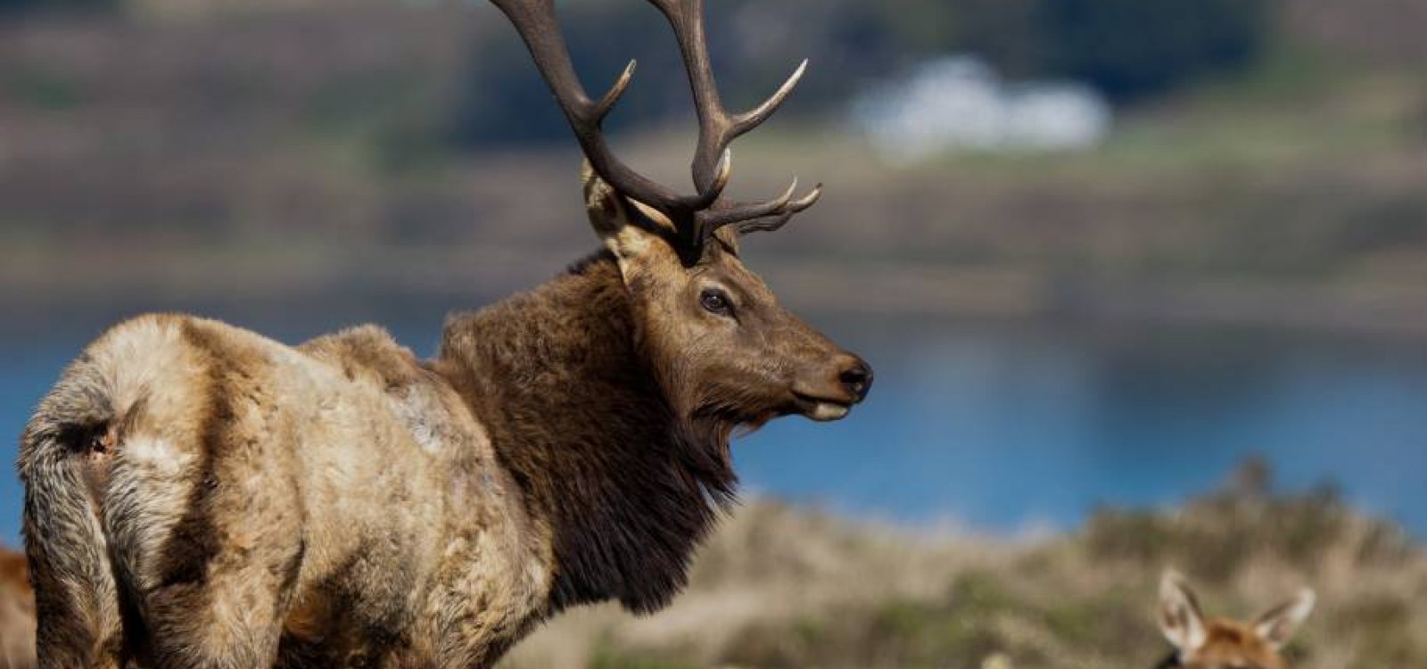 The Diverse Plants and Animals of California